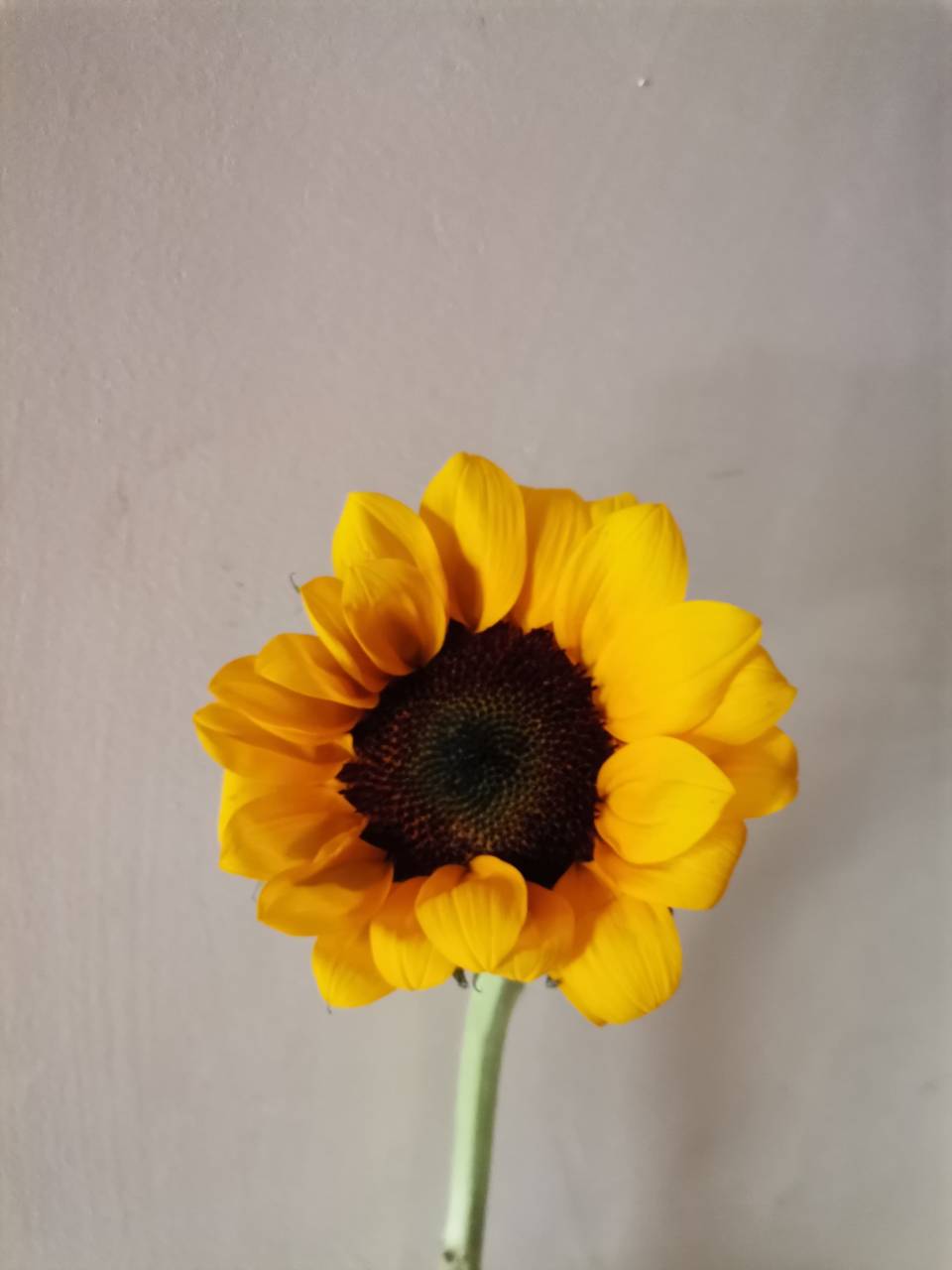 italki - Sunflowers are symbols of faith, loyalty and adoration. 🌻[Image]