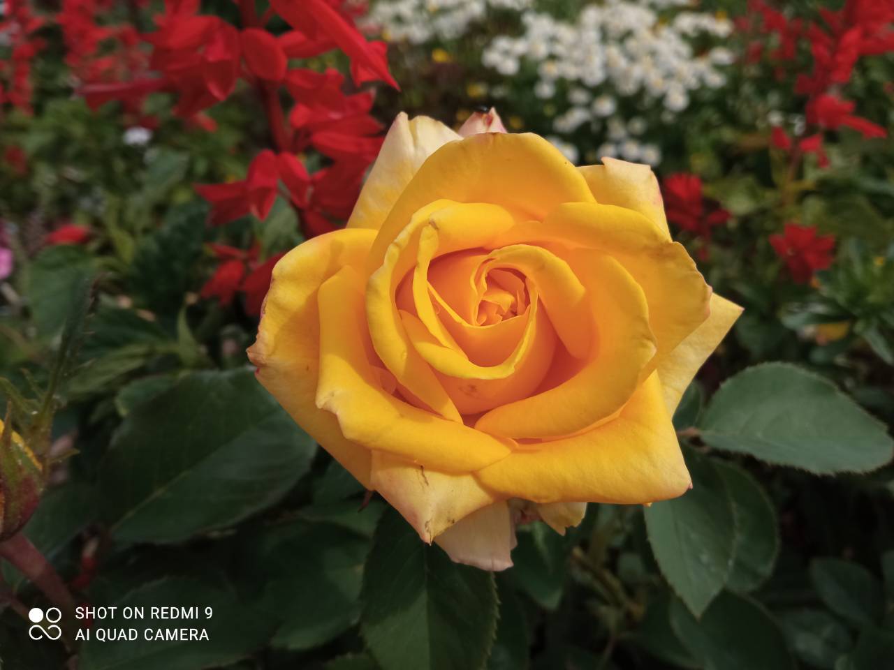 italki - My rose Mohana These spring and summer I bought and planted ...