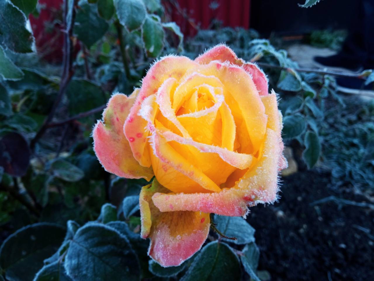 italki - The last rose The winter is coming, and the first frost has ...