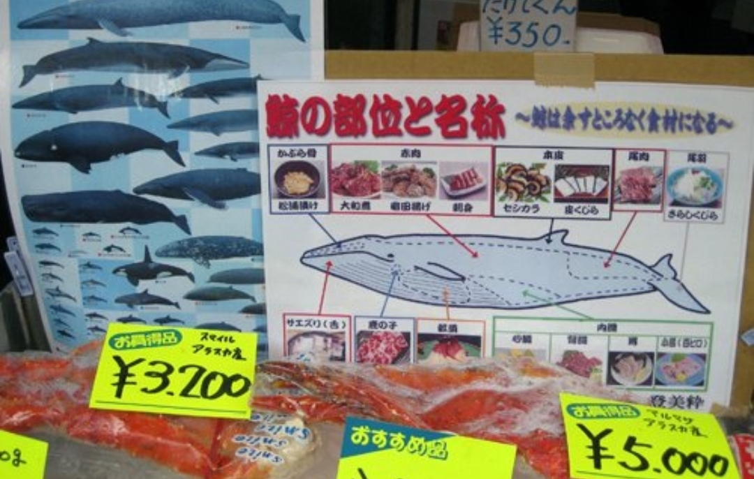 italki - Everyday, you can buy whale, dolphin and horse meat in the ...