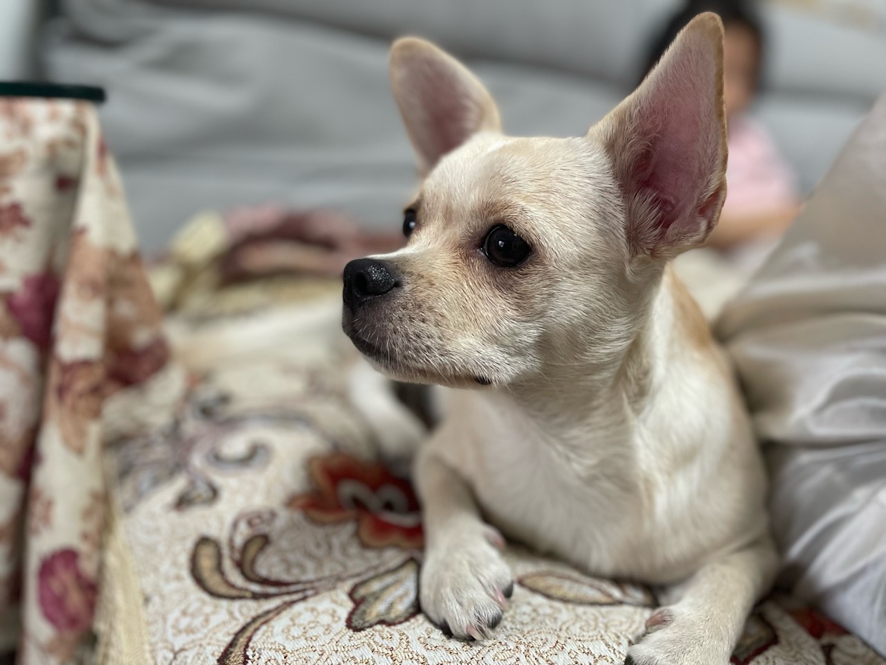 italki - [Audio][Image]