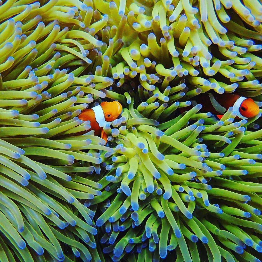 italki - [Audio][Image]