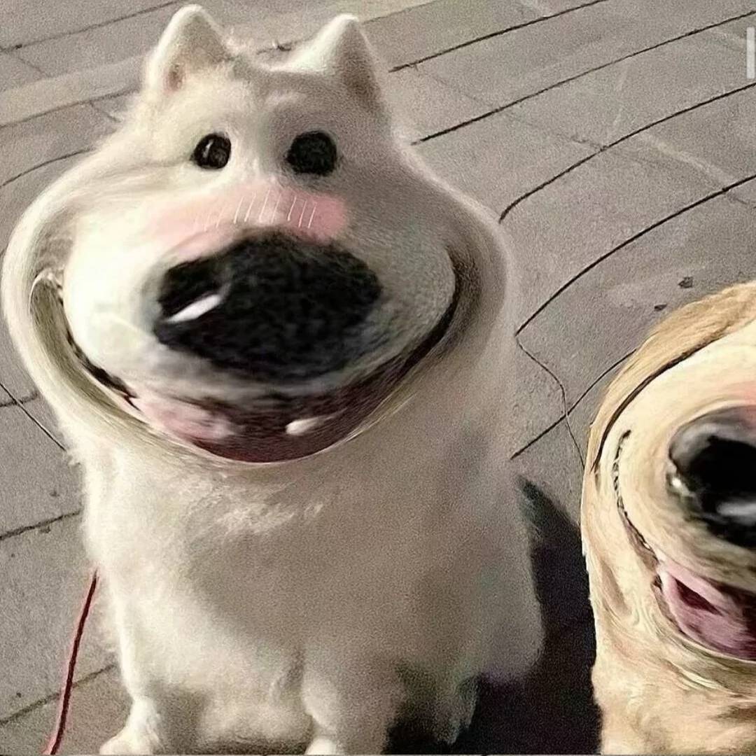 italki - Introduce Chinese dogs. They are very cute. When they meet the ...