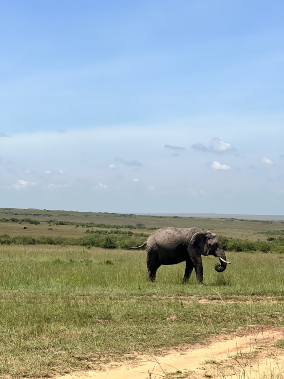 italki - Things you should know about the famous Maasai Mara in Kenya ...