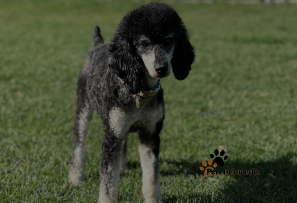 italki - Imagine a poodle with a coat so rare it turns heads across the ...
