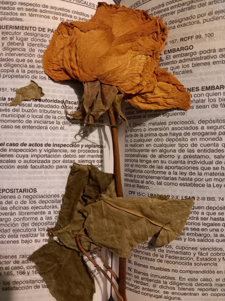 italki - Your inert body that one day was a beautiful rose, now lies on ...