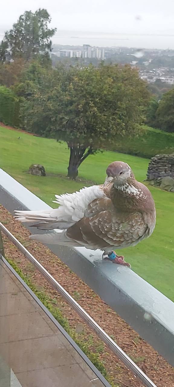 italki - [Audio][Image]