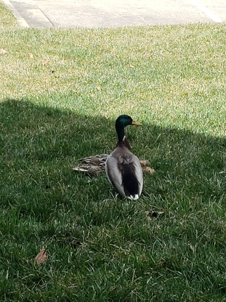 italki - Here's a mallard duck in our backyard. It's a warm spring day ...