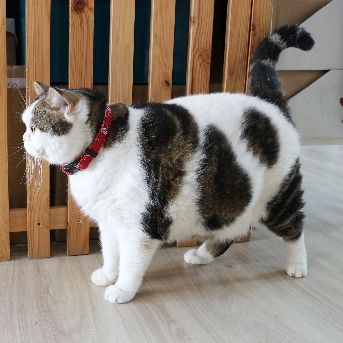 italki - What do you call a cat with this fur? bi-colored or tabby or ...