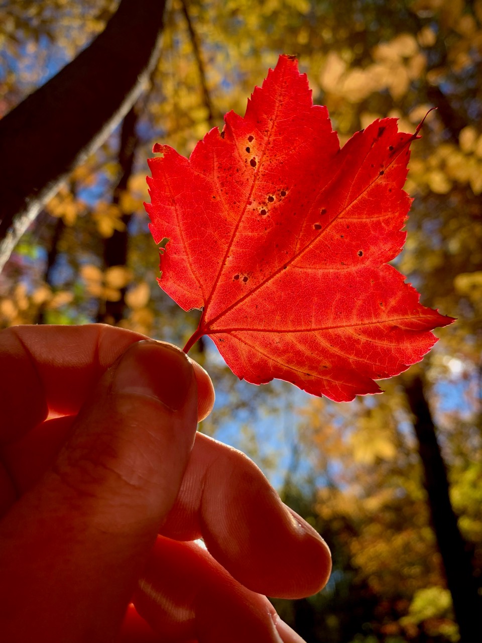 italki - “Fall has always been my favorite season. The time when ...