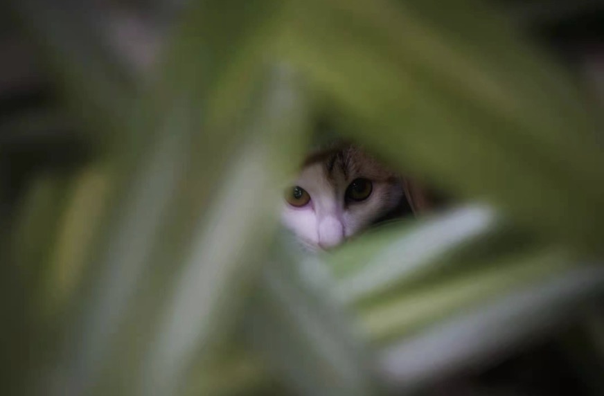 italki - Jour 35/100 « Qui êtes-vous ? Je ne vous ai jamais vue. Vous m ...