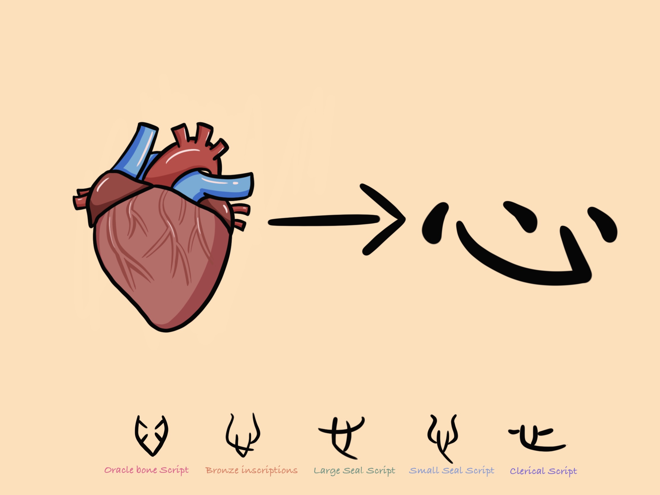 italki - CHINESE RADICAL AND RELATED WORDS：心（HEART） 1. CHINESE RADICAL ...