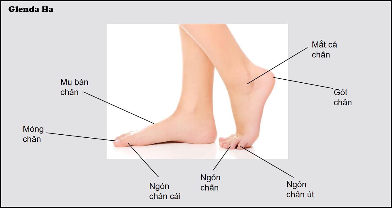 italki - Vietnamese Vocabulary About Feet - Ngón chân cái: Big toe ...