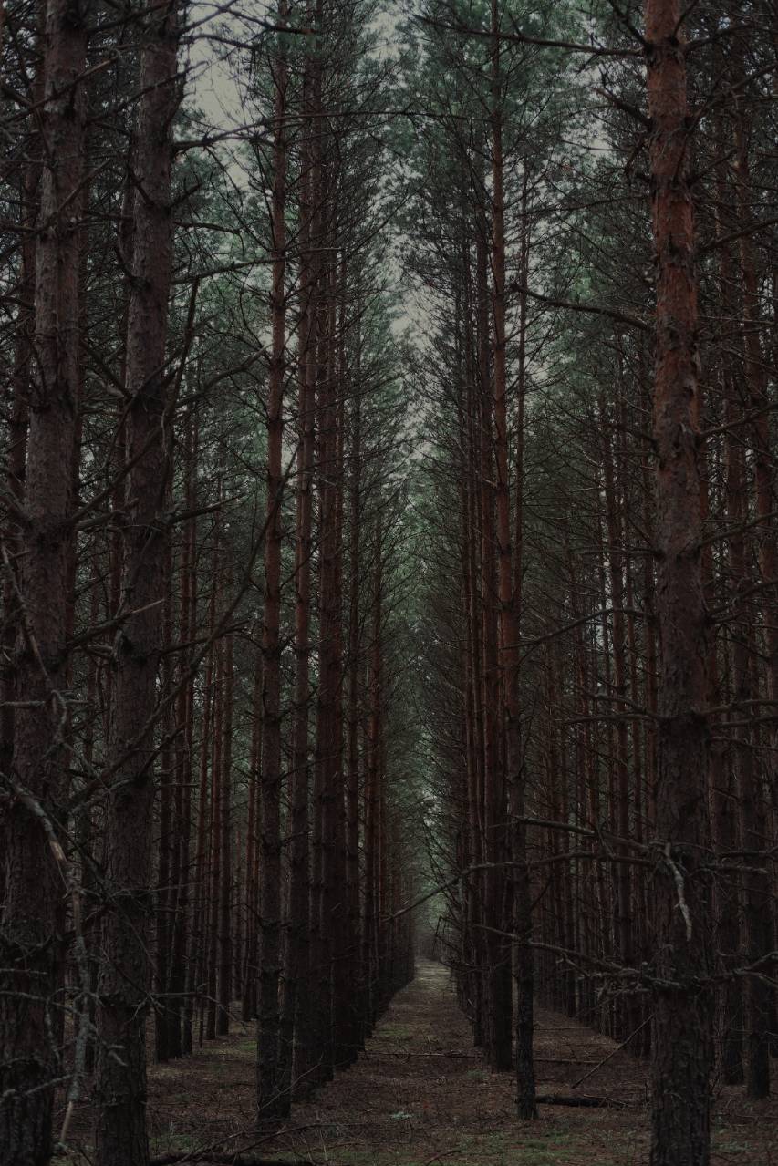 italki - 我喜欢在树林里散步。 呼吸新鲜空气，欣赏高大的树木，聆听大自然的声音。[Image]