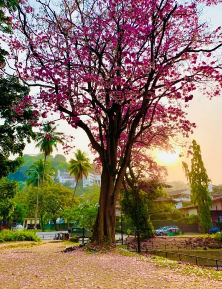 italki - It's blooming new various flowers.This is how it's in Kandy ...