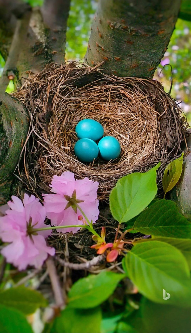 italki - Bing: Easter The American robin doesn't go out of its way to ...