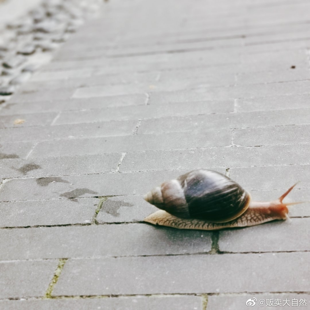 italki - 非洲大蜗牛🐌 | 🤣 今天跟我家八十多岁的老人家通视频电话，闹了一个大笑话。我们讲着讲着，在公园里遇到了好多只非洲大蜗牛，就拿手机镜头对着它们，拍给老人家看，告诉她这种巨型 ...