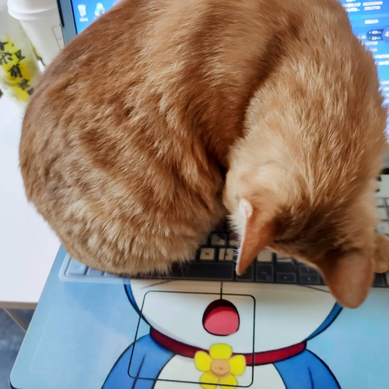 italki - This cat is so cute that it sleeps so sweetly on my computer ...