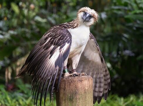 italki - Hello! This is '"agila" also known as "the Philippine Eagle ...